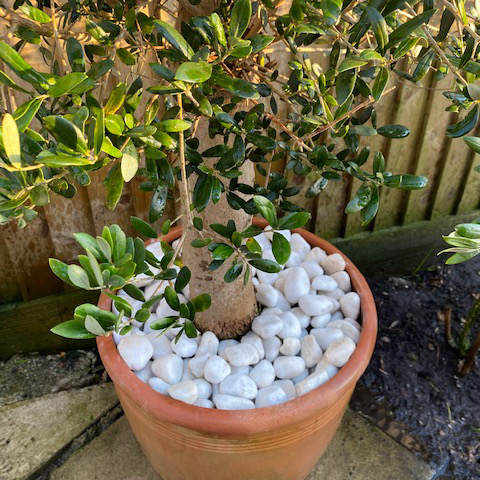 Ultimate Guide To Garden Cobbles & Pebbles - Decorative Aggregates